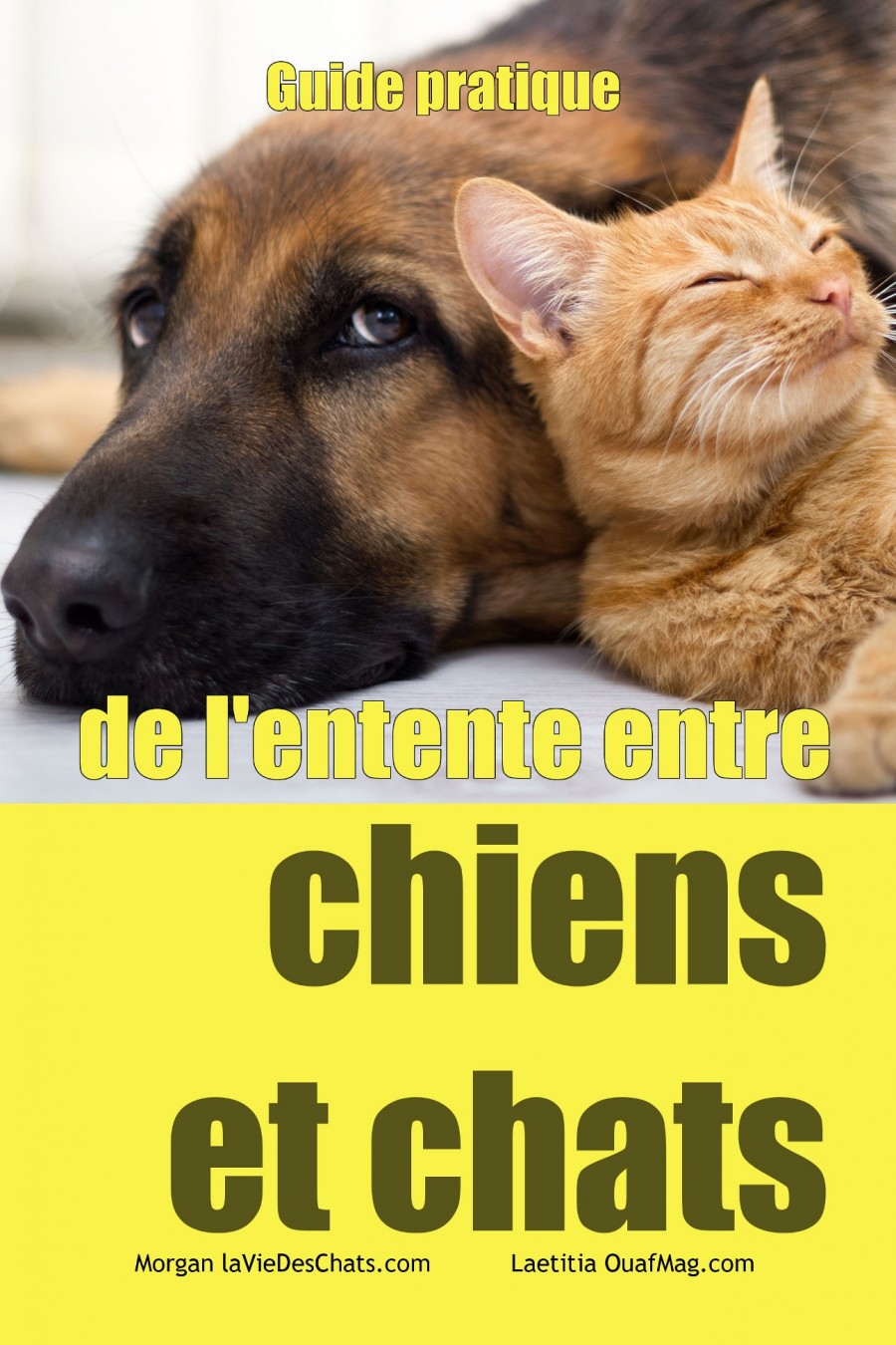 Comment chien et chat peuvent s'entendre