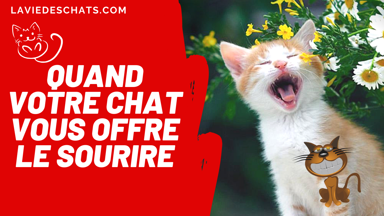 Quand votre chat vous offre un sourire ???? sur La vie des chats