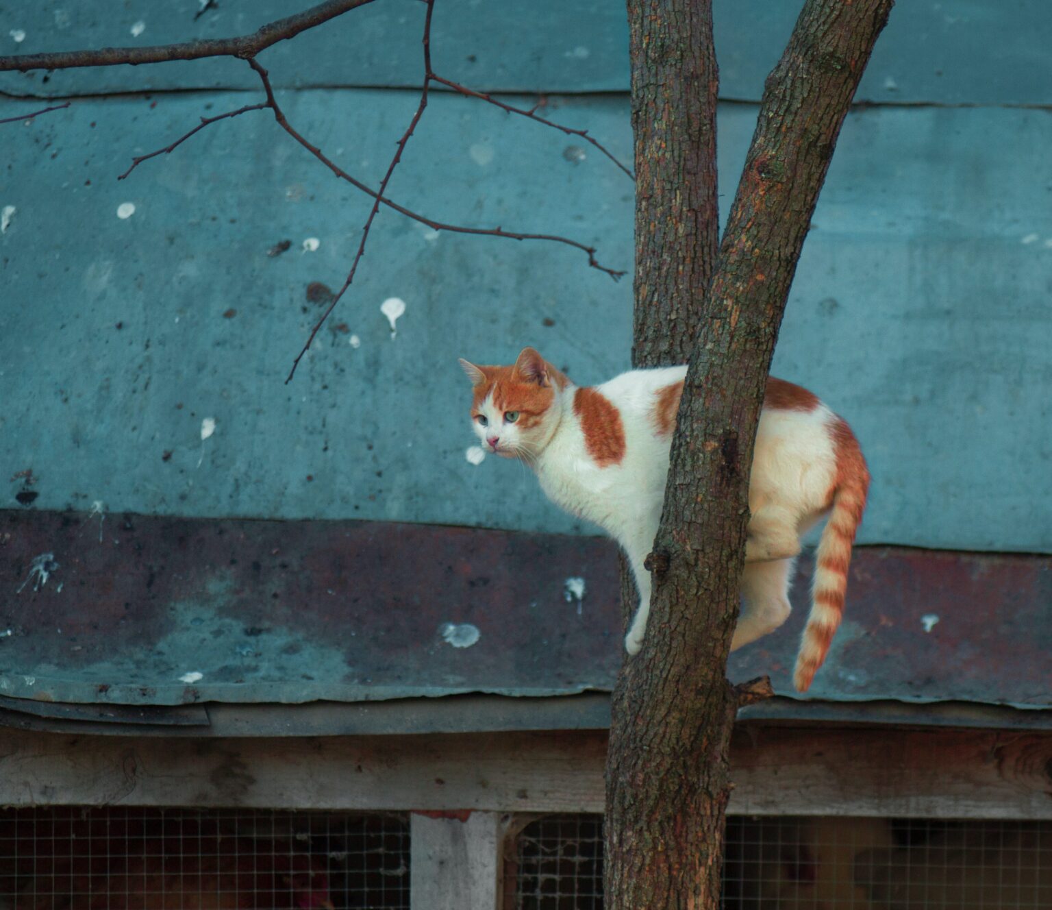 En 7 exemples, que vous dit votre chat avec sa queue