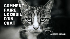 Votre chat après sa mort, où l'enterrer ? La vie des chats