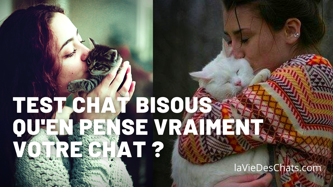 Vos bisous à votre chat, ce qu'il en pense ? Test chat bisous La vie ...