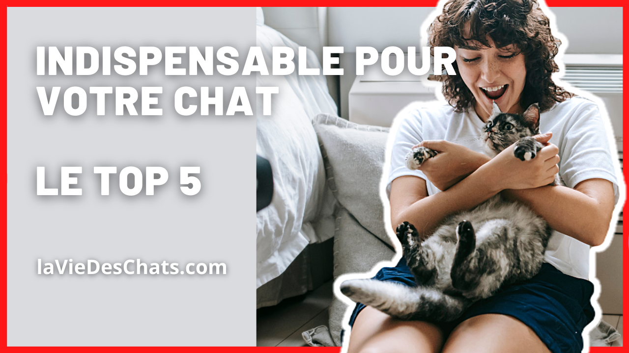 Indispensable pour votre chat 🪩 Le Top 5 sur La vie des chats