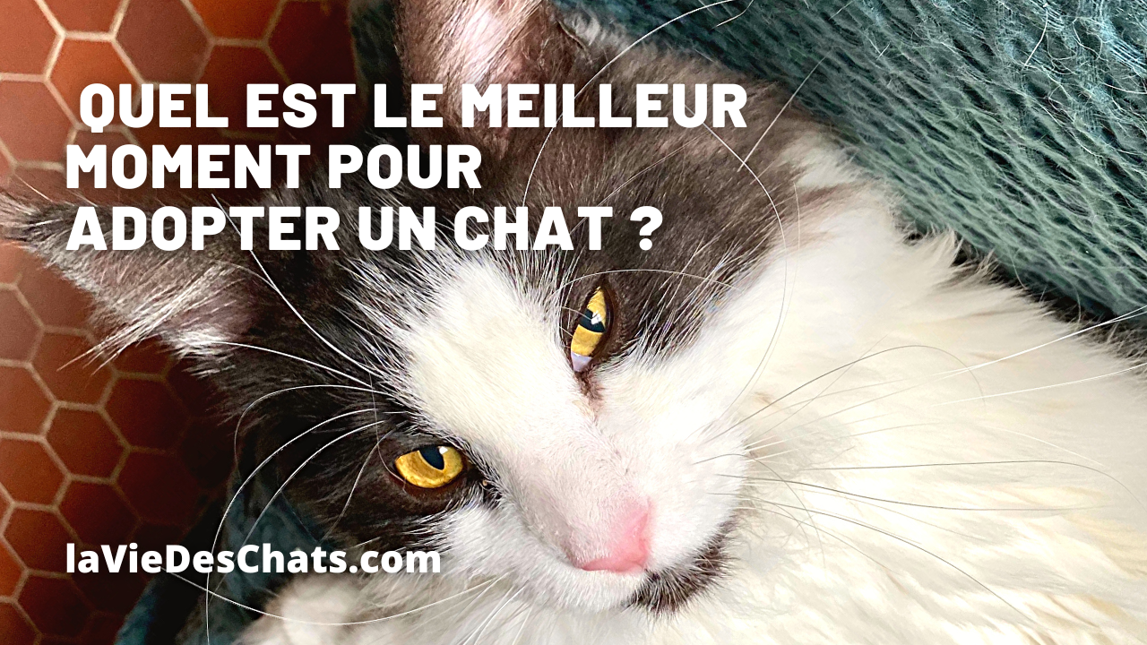 Bienvenue La vie des chats