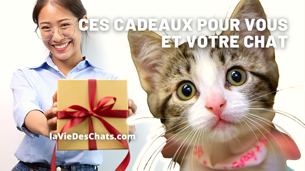 Bienvenue La vie des chats