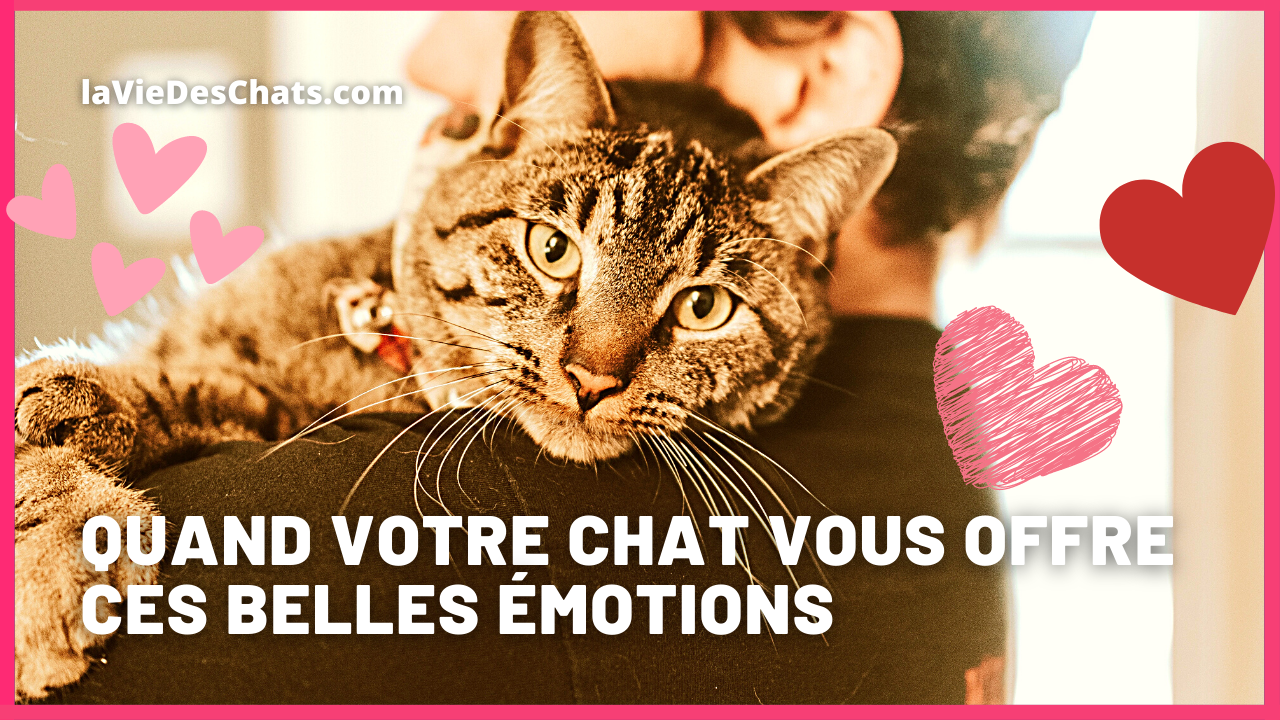 Quand votre chat vous offre ces belles émotions