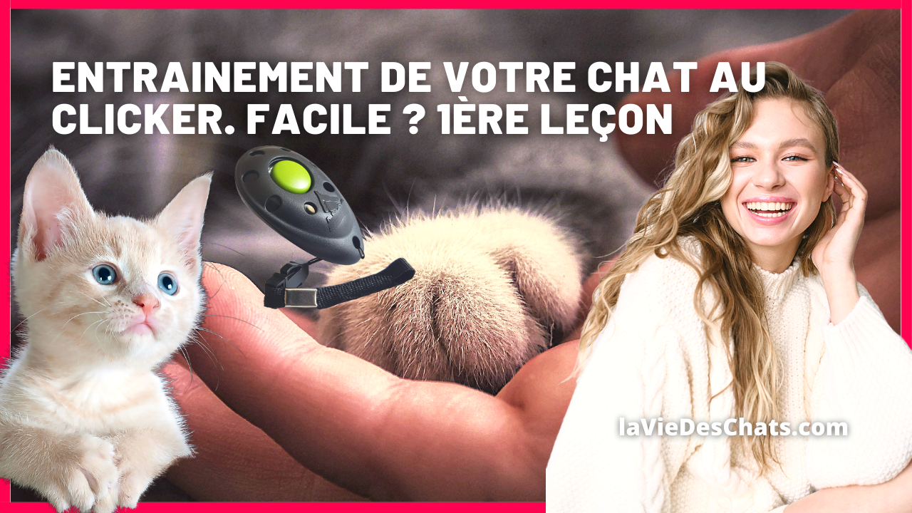 Votre chat au clicker ? Entraînement facile, première leçon