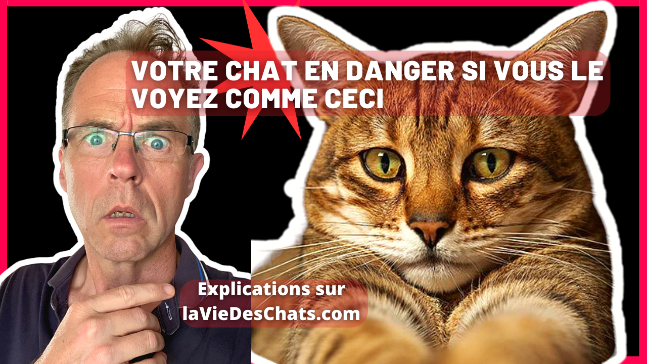 Votre chat en danger si vous le voyez comme ceci La vie des chats