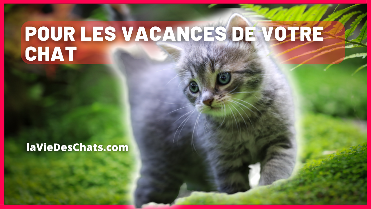 Bienvenue La vie des chats