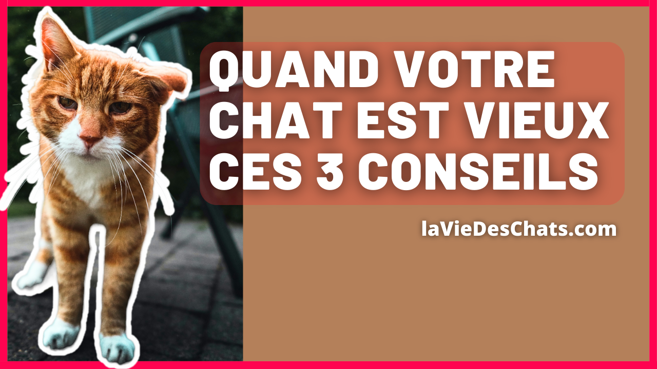 Quand votre chat est vieux, ces 3 conseils sur La vie des chats