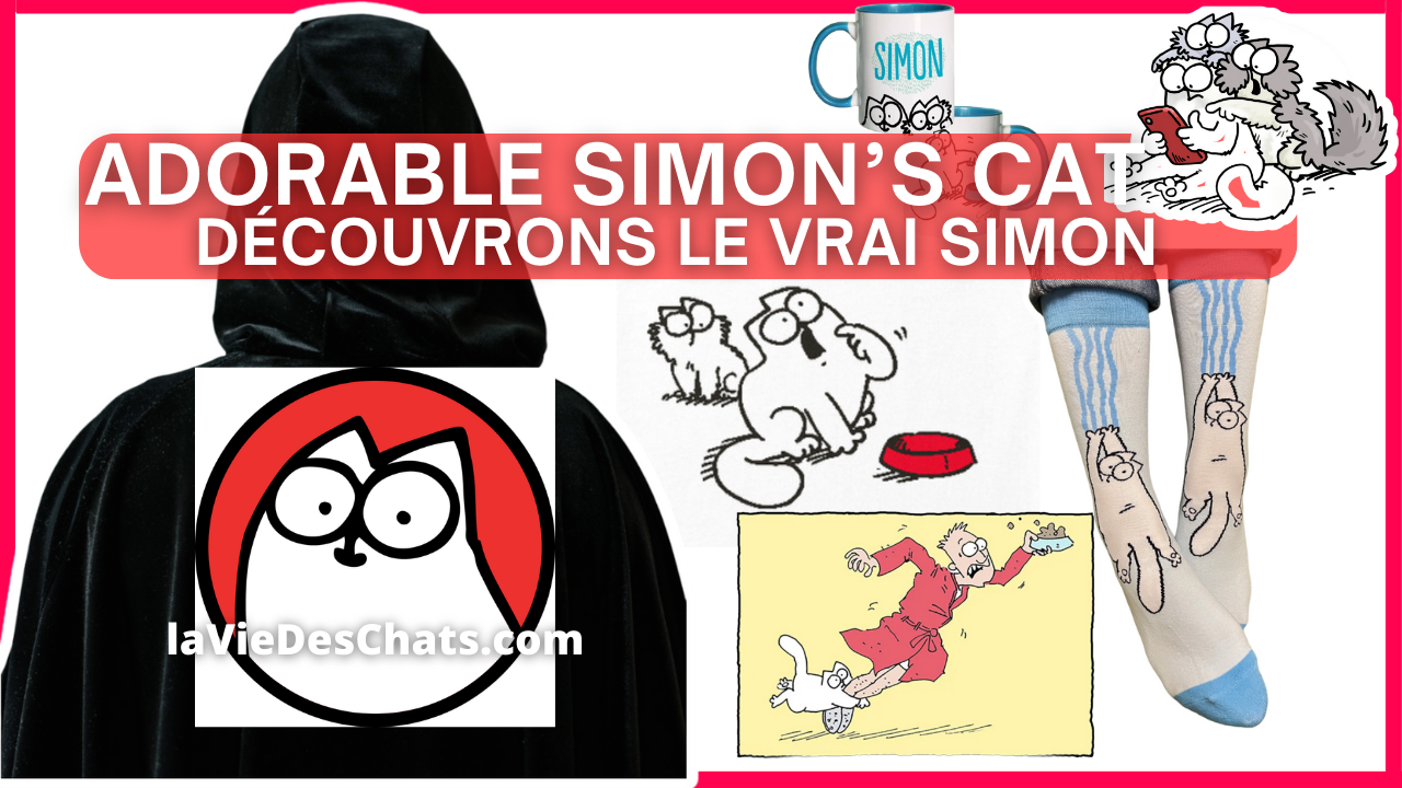 Adorable Simon's cat. Découvrons le vrai Simon La vie des chats