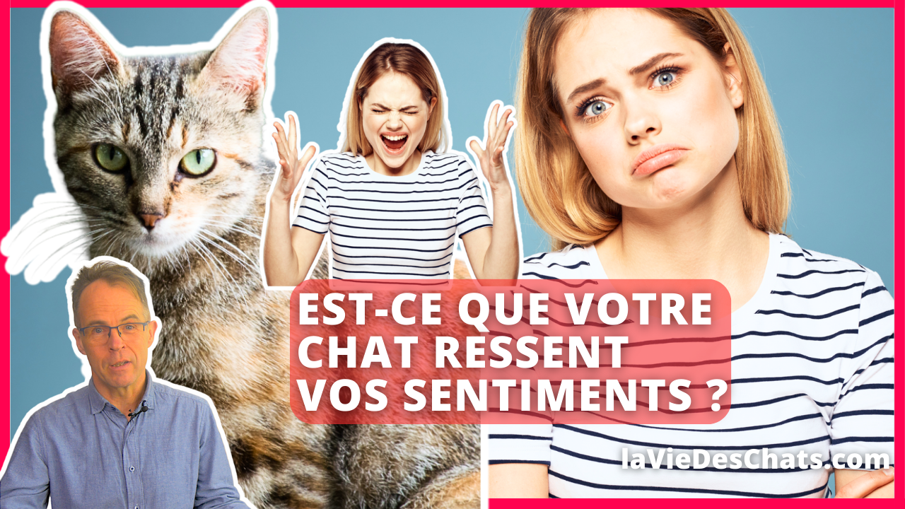 Est-ce que votre chat ressent vos sentiments ? sur La vie des chats