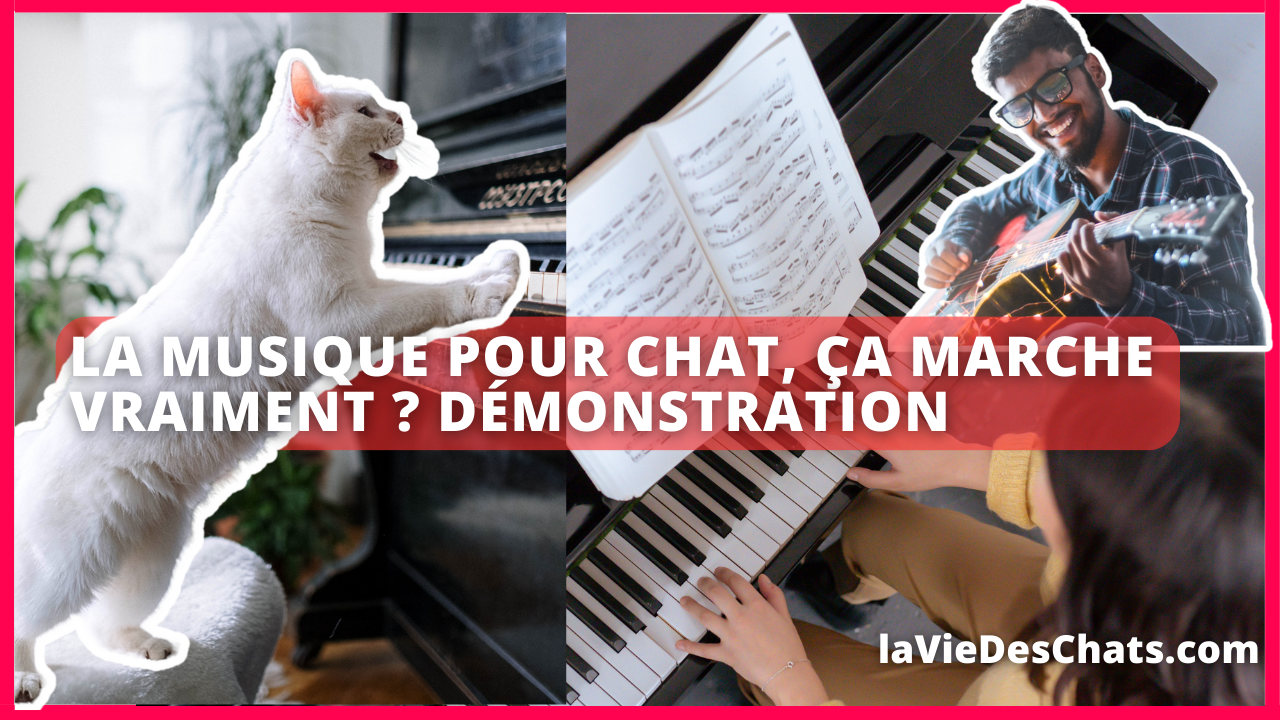 La musique pour chat, ça marche vraiment ? Démonstration