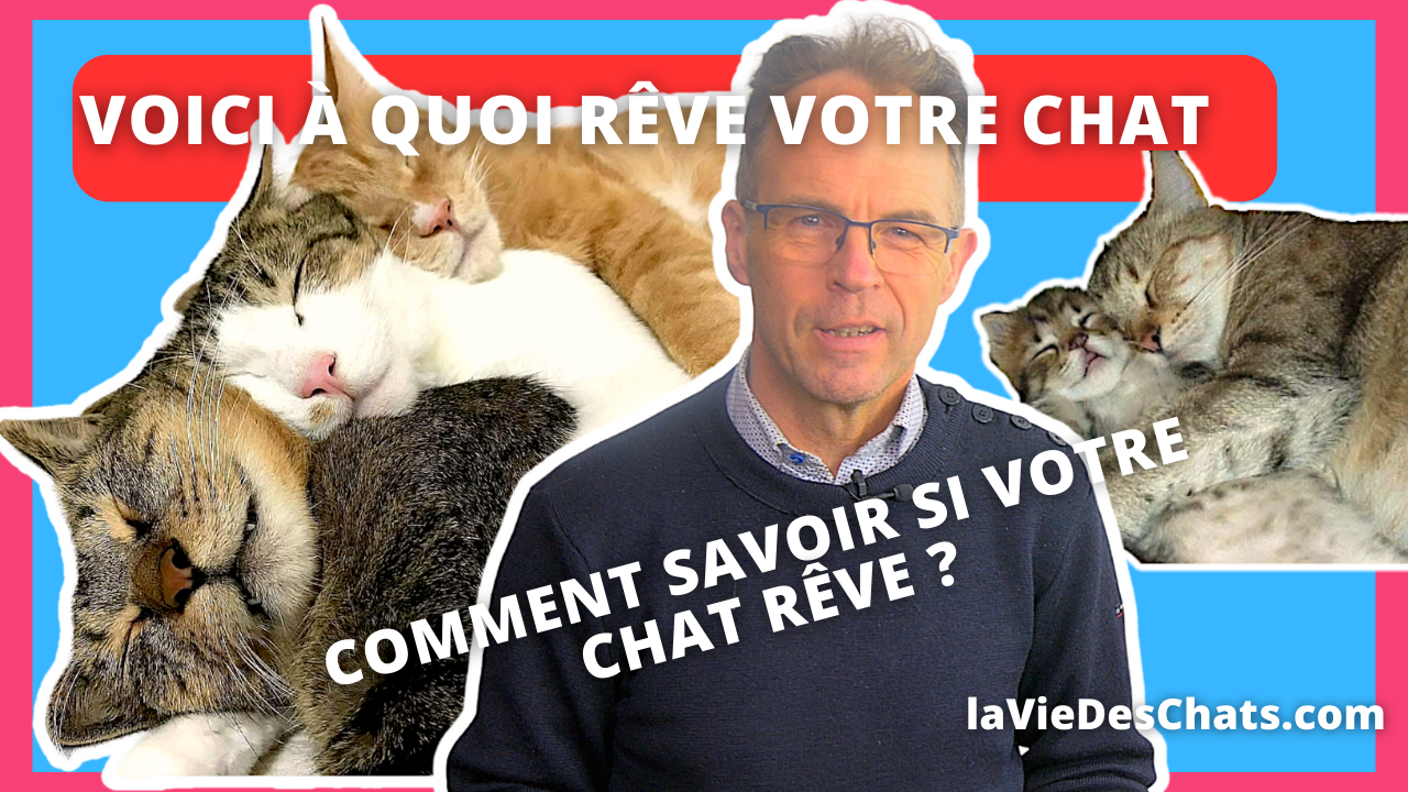 Voici à quoi rêve votre chat La vie des chats