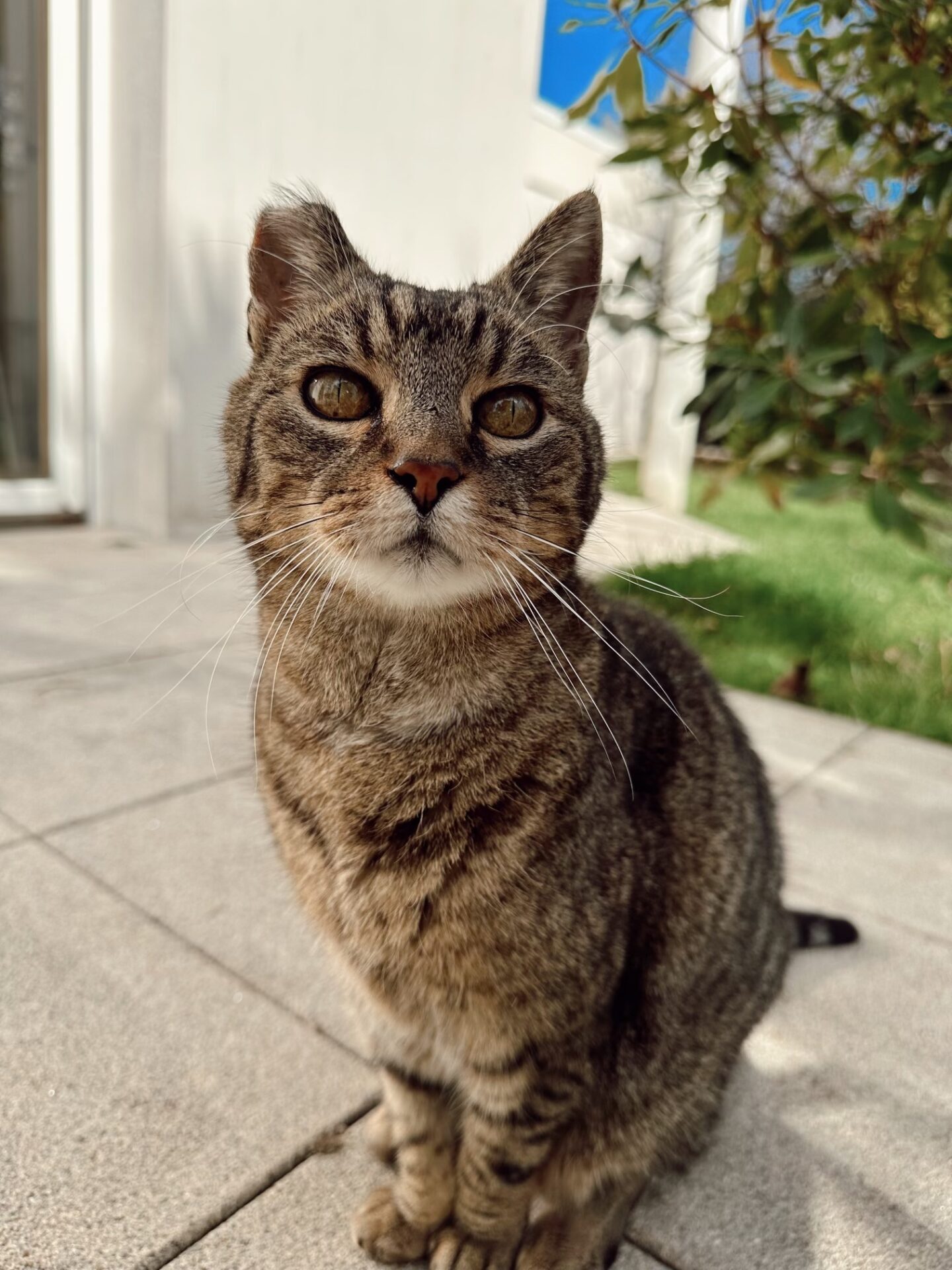 Comment dire au revoir à son chat après sa mort