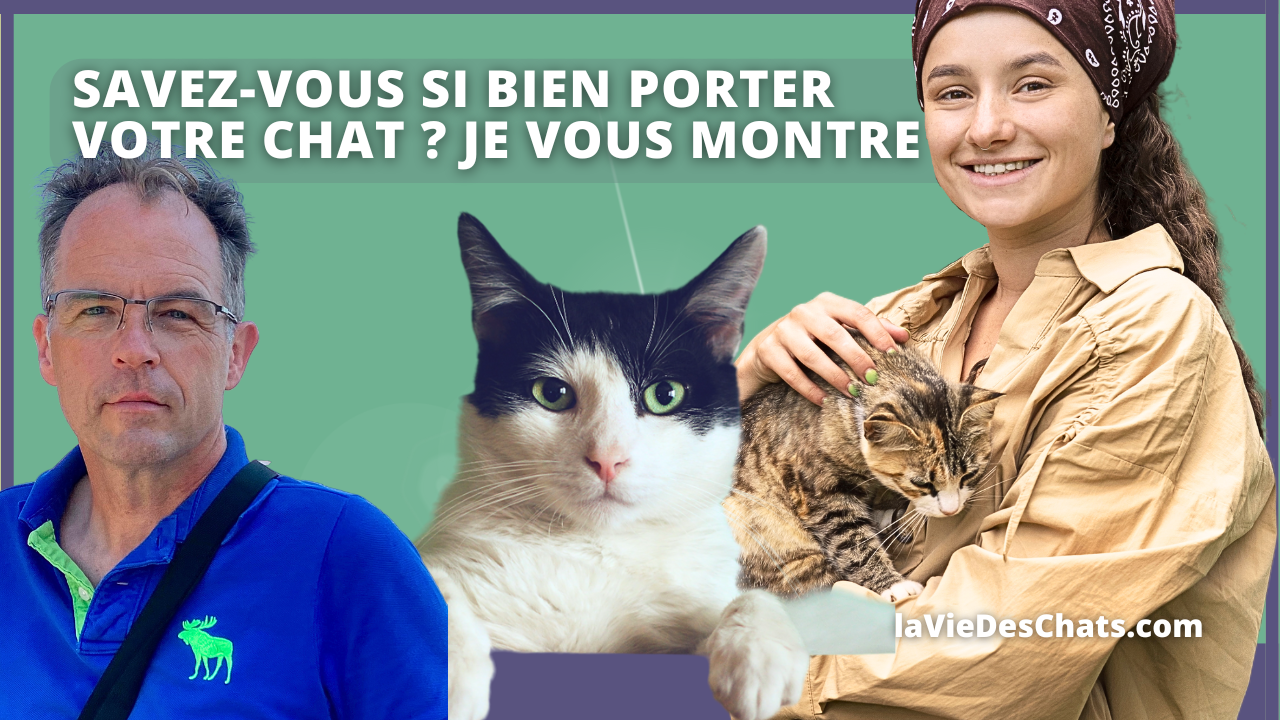 Savez-vous si bien porter votre chat ? Je vous montre La vie des chats