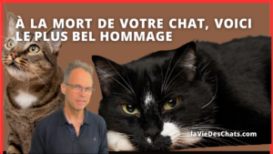 À la mort de votre chat, voici le plus bel hommage laVieDesChats