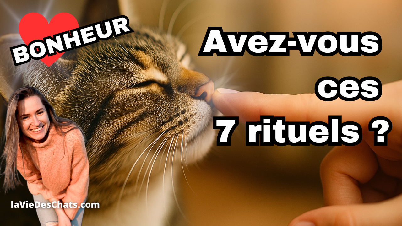 7 rituels de bonheur inspirés par votre chat - La vie des chats